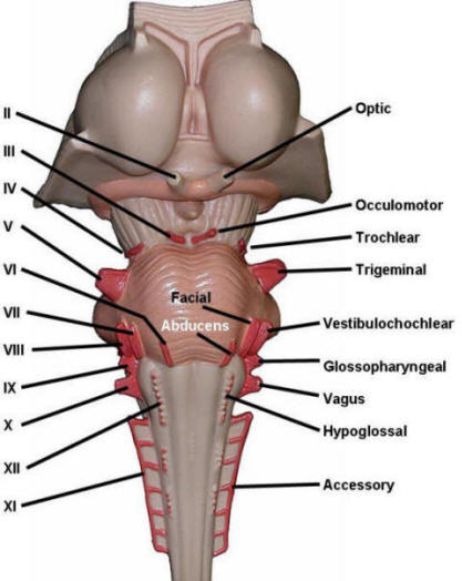 Brainstem Cranial Nerves Model